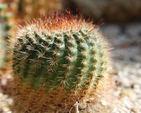 선인장 사막 마른 가시가 Pixabay의 무료 사진 Pixabay