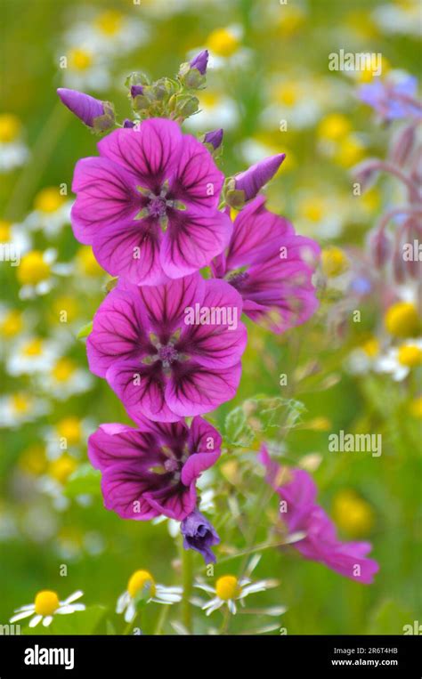 Wild Mallow Malva Sylvestris Large Cheese Poplar Stock Photo Alamy