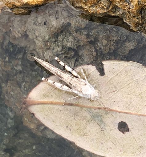 Seaside Grasshopper From Pine Island Sound Sanibel Fl Us On April 11 2024 At 0351 Pm By