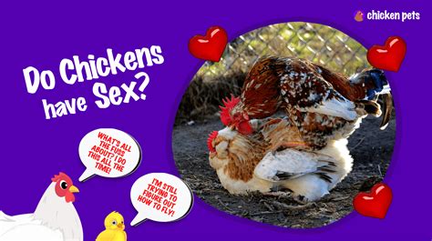 Backyard Chickens The Beginners Guide Chicken Pets