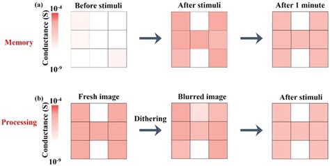 Image Memory And Processing Based On Retinomorphic Memristor Arrays A Download Scientific