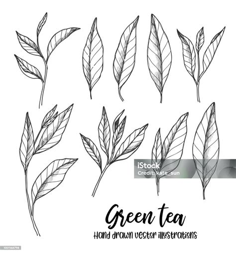 손으로 그린 벡터 일러스트 레이 션 녹차의 잎 허브 차입니다 스케치 스타일에서 그림입니다 완벽 한 메뉴 전단지 인쇄물 등 녹차에