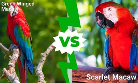 Green Winged Macaw Vs Scarlet Macaw