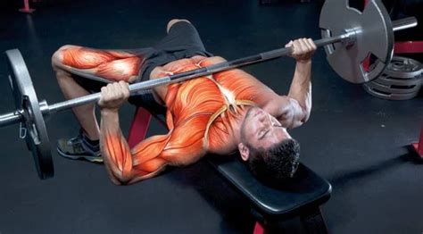 Какой вариант жима лёжа эффективней использовать для увеличения грудных мышц Томаш Игорь Pro