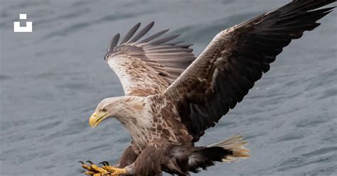 물 위를 날고있는 대머리 독수리 사진 Unsplash의 무료 영국 이미지