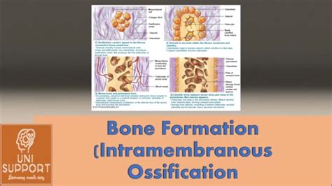 What Is A Flat Bone Jmksix