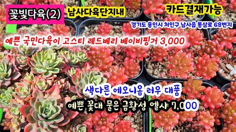 꽃빛다육2 행복한 국민다육이 묵어진 예쁜 다육이 레드베리 고스티 3000 ~ 색다른 에오니옴 Youtube
