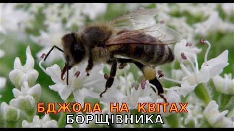 БДЖОЛА НА КВІТАХ БОРЩІВНИКА фотовірш повчальний для дітей Youtube