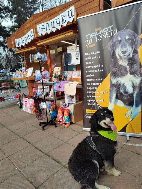 Общински приют Общински приют за кучета гр Кюстендил