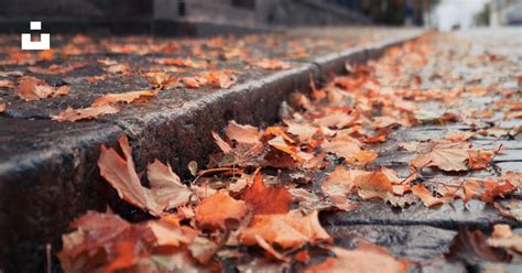 Leaves On Sidewalk And Road Near Building During Day Photo Free Helsinki Image On Unsplash