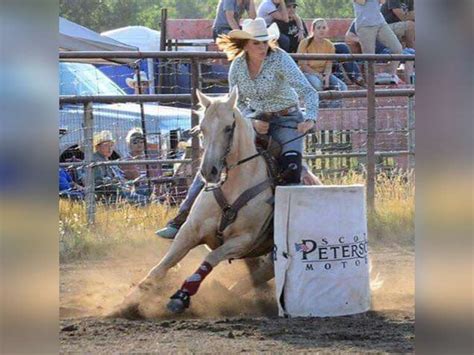 BUDDY IM SMOOTH Stallion By SMOOTHER THAN MOST SMOOTH AS A CAT X SHINE IT IN THE BUD NIC