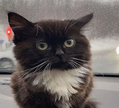 The Boiled One Teleport By Faderfundamentalpreamp66059 Meme Sound Effect Button For Soundboard