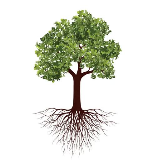 Free Tree Roots Clipart Images Freeimages