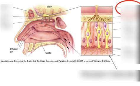 Sense Of Smell Diagram Quizlet