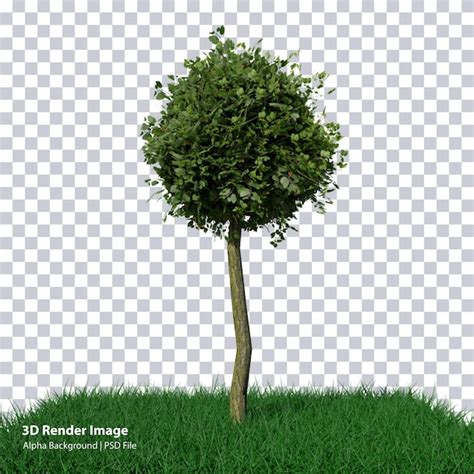 Premium Psd 3d Rendering Nature Object Tree Isolated