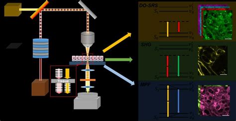 Schematic Of Multimodal Imaging Setup The Modulated Stokes Beam