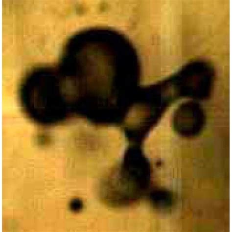 Micro Bubble Coalescence On A Patterned Surface Download Scientific Diagram