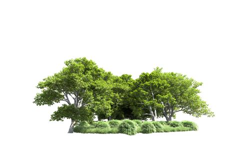 Forest Background Pngs For Free Download