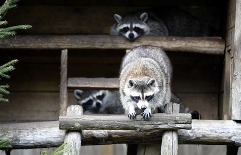 Raccoon At Home Care And Maintenance Meditnor