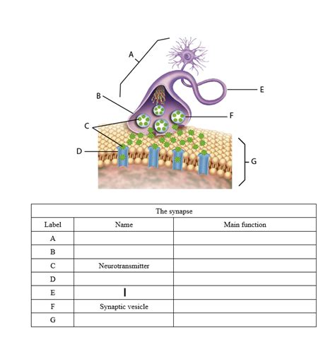 Synapse Diagram To Label