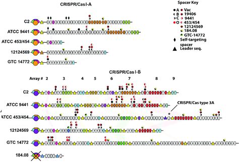 Cripsr Spacer Diversity And Conservation Crisprcas Arrays Are Cripsr Spacer Diversity And Conservation Crisprcas Arrays Are
