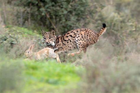 Iberian Lynx Hunting Iberian Lynx Of Spain Photo Tour 2024 Trip Report