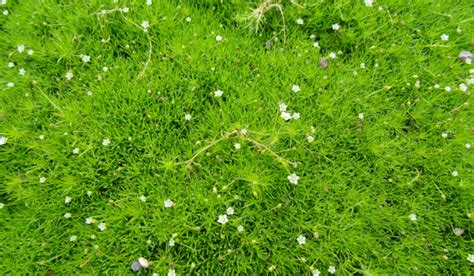 Почвопокровные многолетники морозостойкие цветущие низкие цветы с названиями и фото