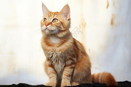 暹罗猫的插图高清图片下载 正版图片600521965 摄图网