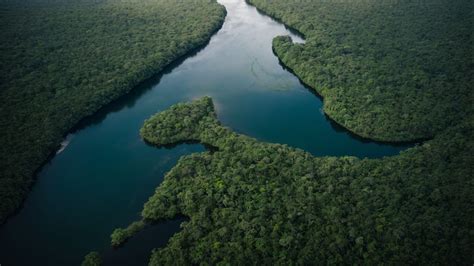 Deforestation In The Amazon Causes Effects And Solutions