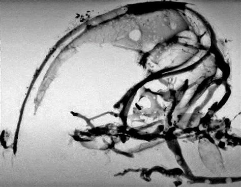 Projection Image From The Microct Scan Data Of The Vcc Of Macaque E