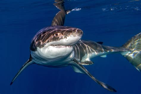 Edge Of Existence — Great White Sharks Are Ovoviviparous Which Means