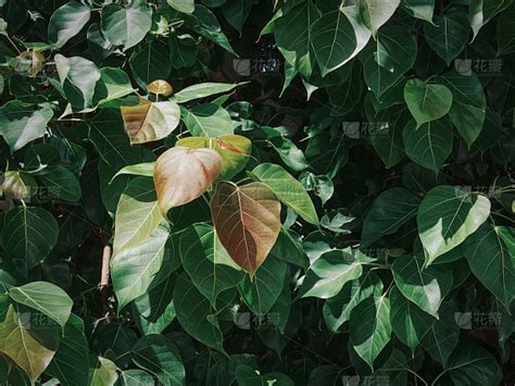 完整的框架背景的树叶的树