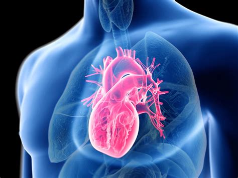 Heart Mystery Solved Scientists Uncover Surprising Source Of Cardiac Inflammation