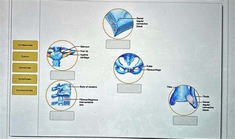 Syndesmosis Suture Sternum First Rib Hyaline Cartilage Symphysis Symphyses Synchondrosis Body