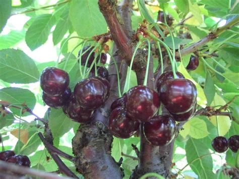 Вишня обыкновенная Спутница в наличии низкая цена - саженцы и ...