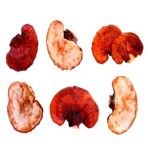 Ganoderma Licidum Reishi Mushroom At Rs 6900 Kg Reishi Mushroom In Pratapgarh Id 26535990012