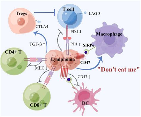 Targeting Cd47 Sirpα Axis For Hodgkin And Non Hodgkin Lymphoma