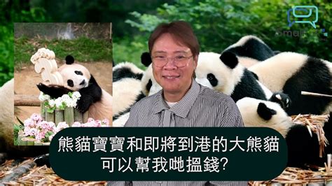 Small Talk熊貓寶寶和即將到港的大熊貓可以幫我哋搵錢 熊貓經濟 旅遊 熊貓 陳志雲 志雲飯局 志雲大師
