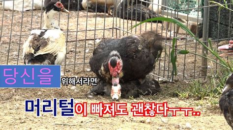 기러기 부부 민망한 모습 촬영 암컷 올라타는 기러기 기러기 찍짓기 탈모되는 하수오 농장기러기 Youtube