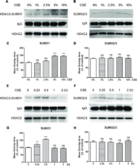 The Effects Of Cse In Different Concentrations And Different