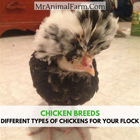 Chicken Breeds Types Of Chickens For Your Flock Breeds Chicken