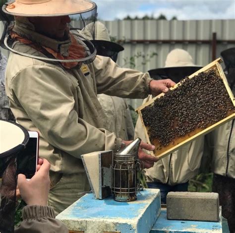 Как купить пчел без ошибок