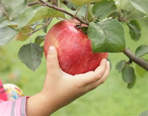 Купить саженцы Яблоня Конфетное 2 в Москве и РФ Описание сорта Пункты