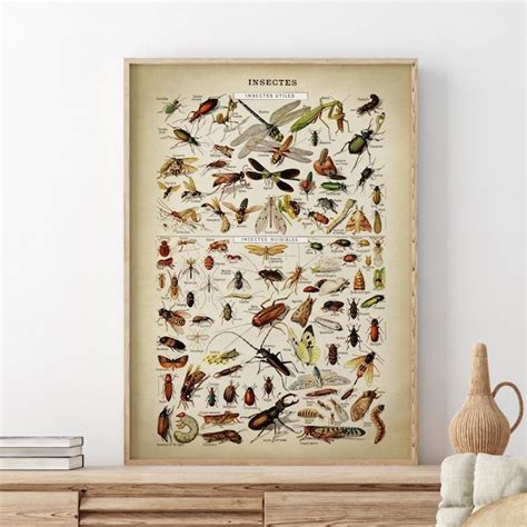Insect Chart Etsy