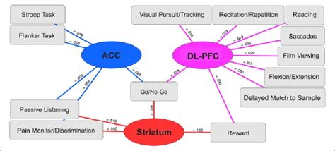 Functional Decoding Of Primary Meta Analytic Clusters Download