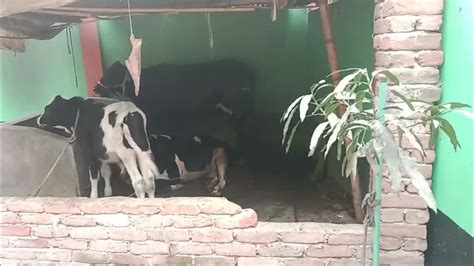 মাত্র ২০ লাখ টাকায় বাড়ি বিক্রি গাজীপুর সিটি করপোরেশন ২১ নং ওয়ার্ড মৌজা বিপ্রবর্থা মোবাইল