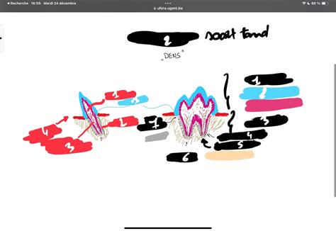 Diagram Svaa Tand Schets 1 Quizlet