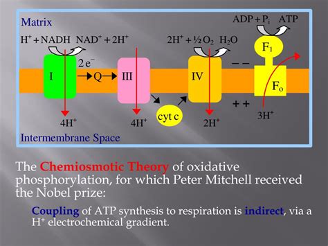 Ppt Chemiosmotic Theory Powerpoint Presentation Free Download Id