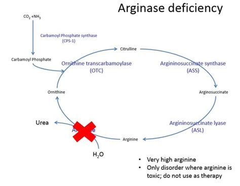 BIOCHEM Ammonia And Urea Cycle Flashcards Quizlet