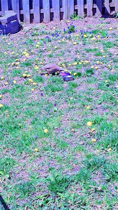 Wait Wait Wait Feeding Time So Cute Berd Youtube